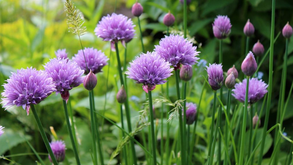 The Best Companion Plants for Chives: Creating a Pest-Free and ...
