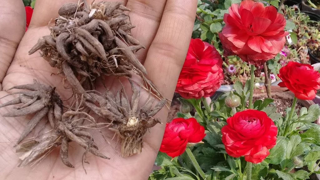 How to Save Ranunculus Corms for Next Year's Garden