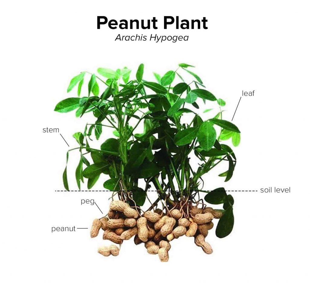 Parts of a Peanut Plant - A Guide to the Anatomy and Growth Stages