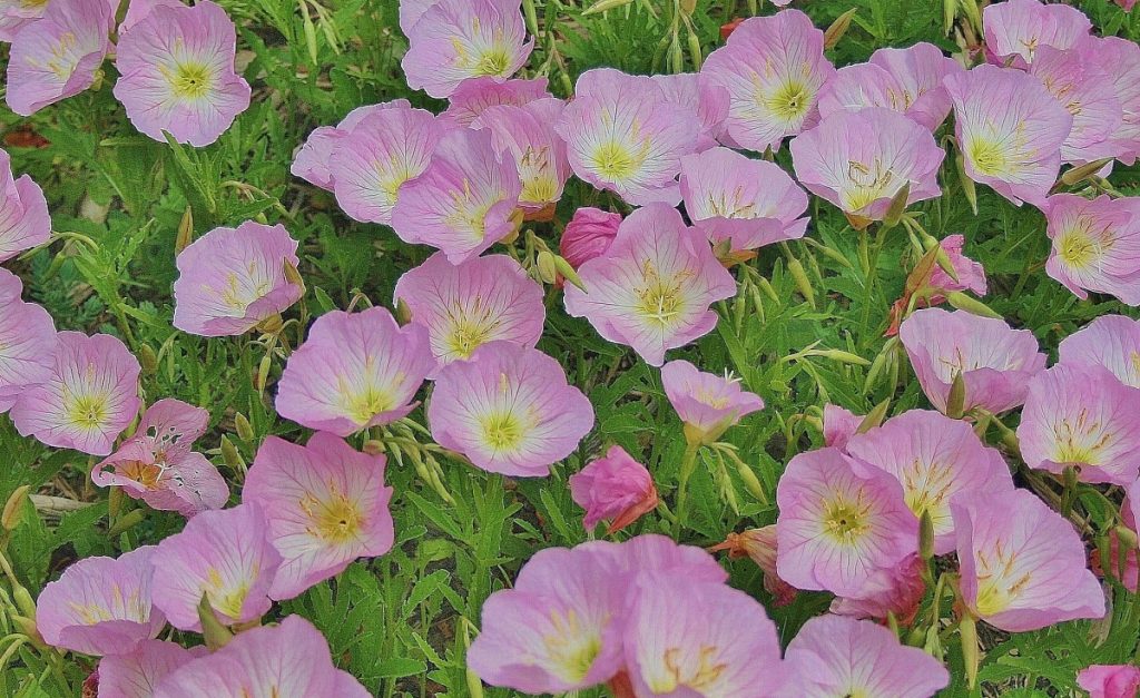 12 Stunning Groundcovers with Pink Flowers