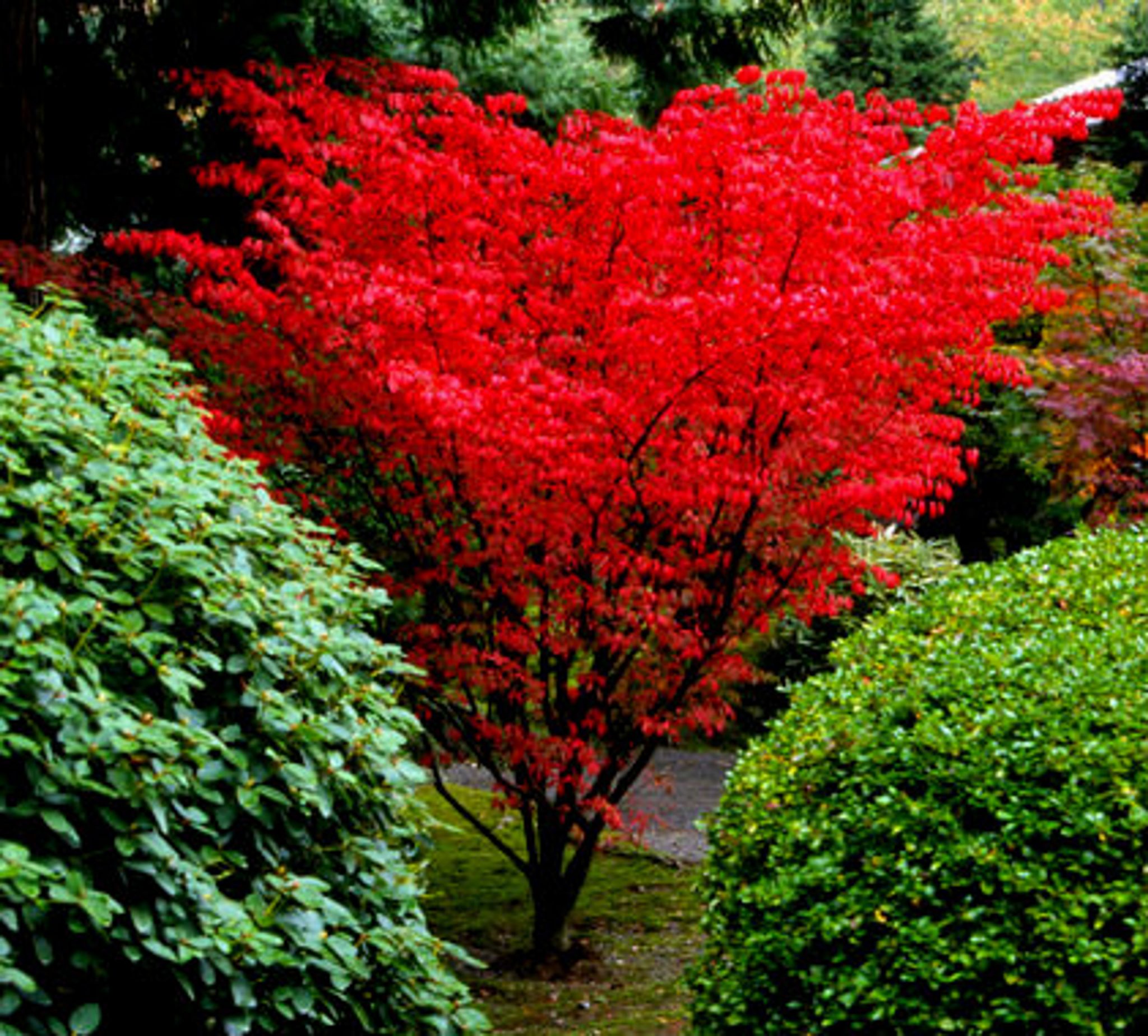 8 Gorgeous Trees That Keep Their Red Foliage All Year Round