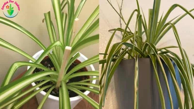 How Much Humidity Does My Spider Plant Need?