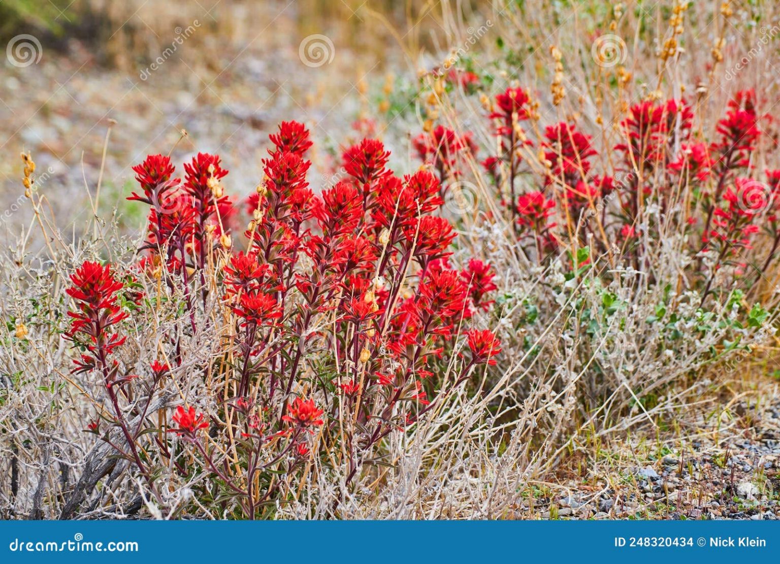 The Dazzling Red Flowers of Desert Plants