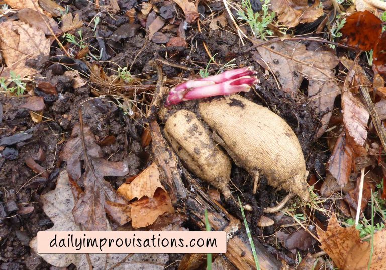 What To Do When Dahlia Tubers Start Sprouting in Storage