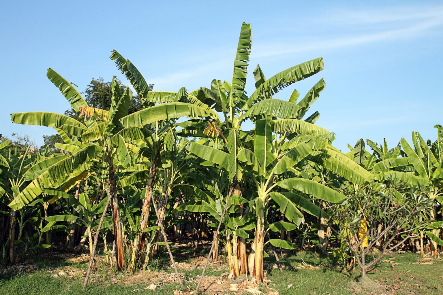 How Long Does a Banana Tree Live? A Complete Lifespan Guide