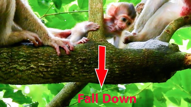 When Monkeys Fall Out of Trees: Causes and Prevention
