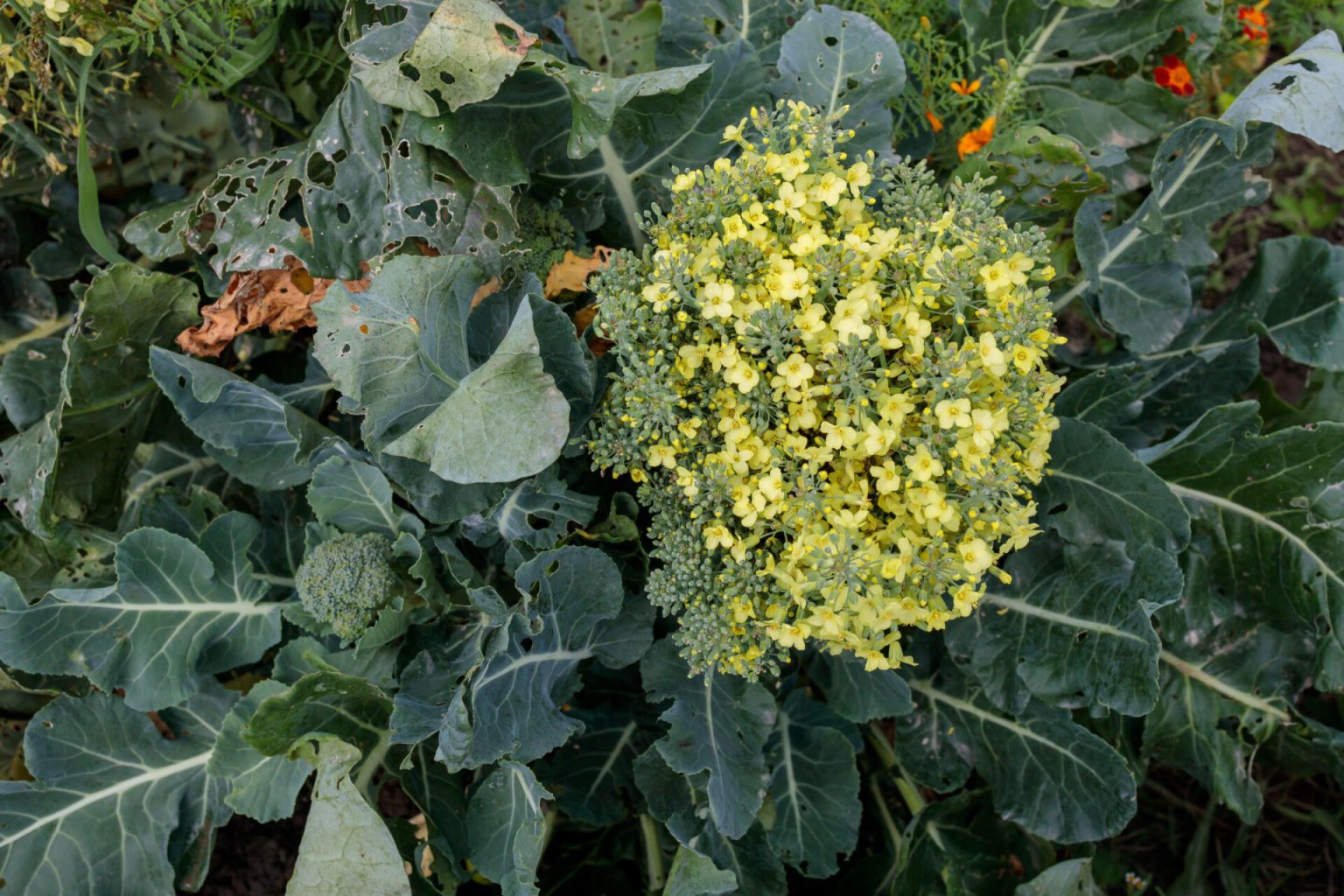 Is Flowering Broccoli Still Safe to Eat? An Exploration of the Changes ...