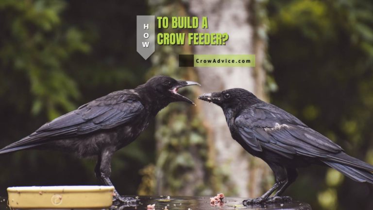 How to Build the Perfect Crow Feeder: A Step-by-Step Guide