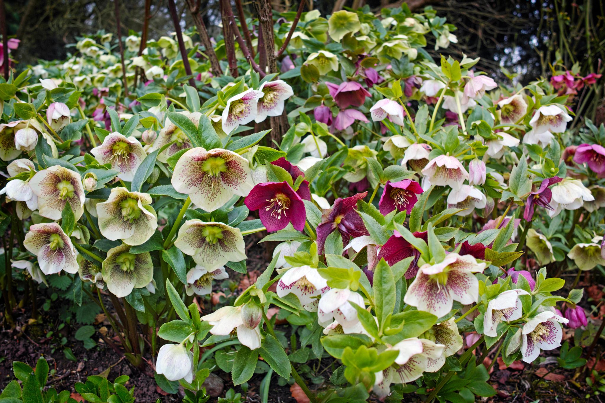 Growing Hellebores Indoors: Tips for Keeping Hellebore Plants as ...
