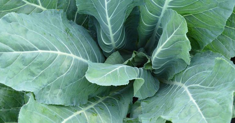 Why Your Cauliflower Plants Aren't Forming Heads (And What To Do About It) Why Your Cauliflower Plants Aren't Forming Heads (And What To Do About It)